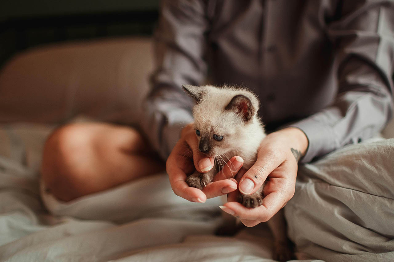 Home Testing for FIV and FeLV in Cats