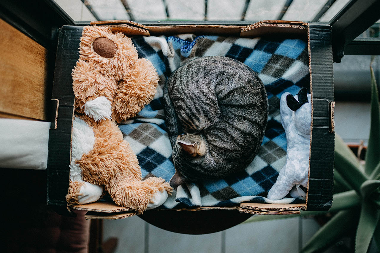 Home Testing for FIV and FeLV in Cats